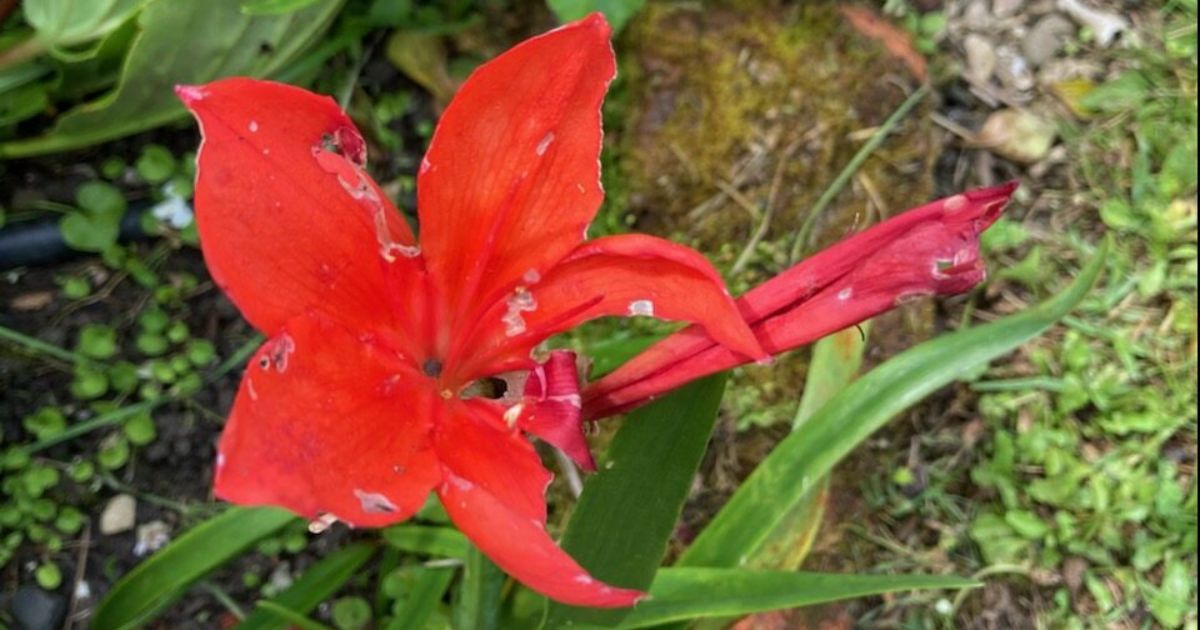 Vallota Lily makes a rare appearance | Heritage New Zealand Pouhere Taonga