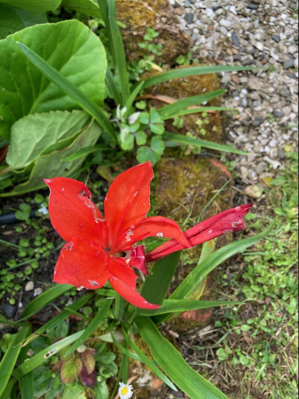 Heritage New Zealand - Vallota Lily makes a rare appearance | Heritage ...