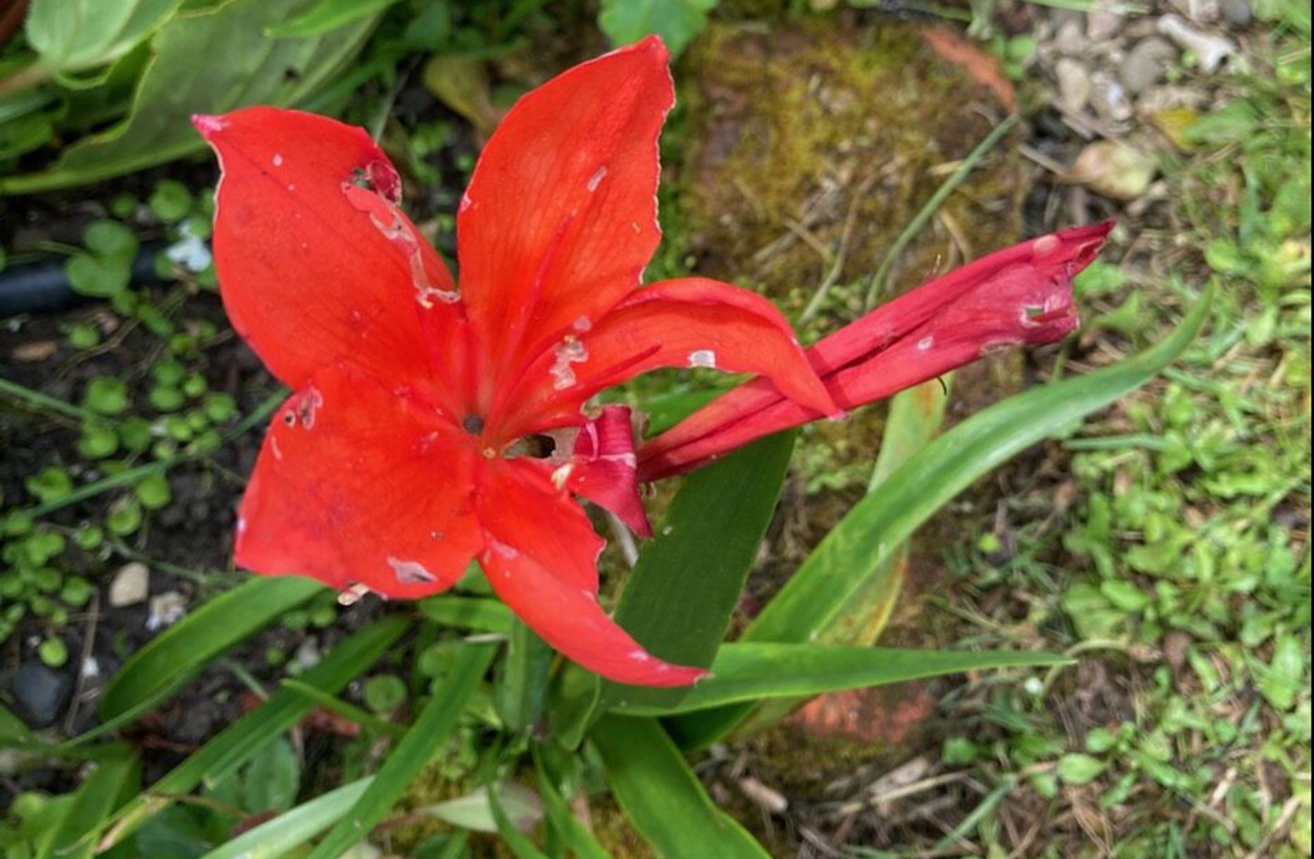 Vallota Lily makes a rare appearance | Heritage New Zealand Pouhere Taonga