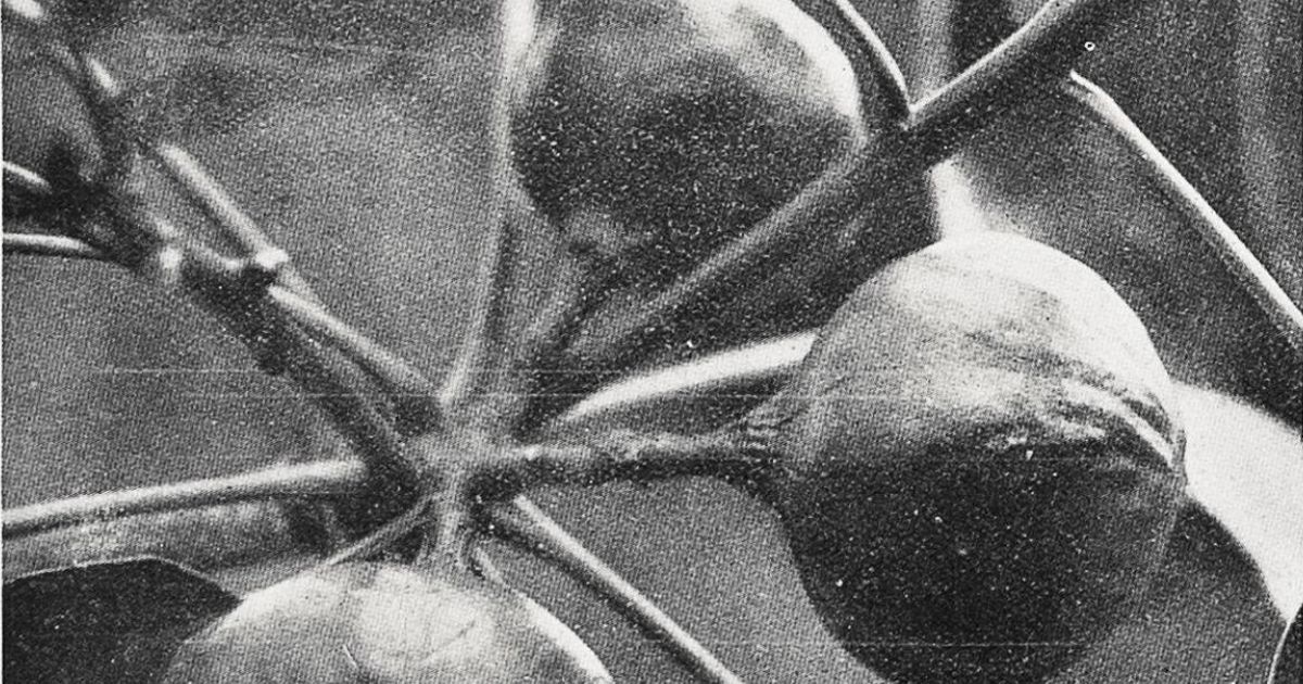 Tung Nut Scheme Not Quite the Good Oil | Heritage New Zealand Pouhere ...